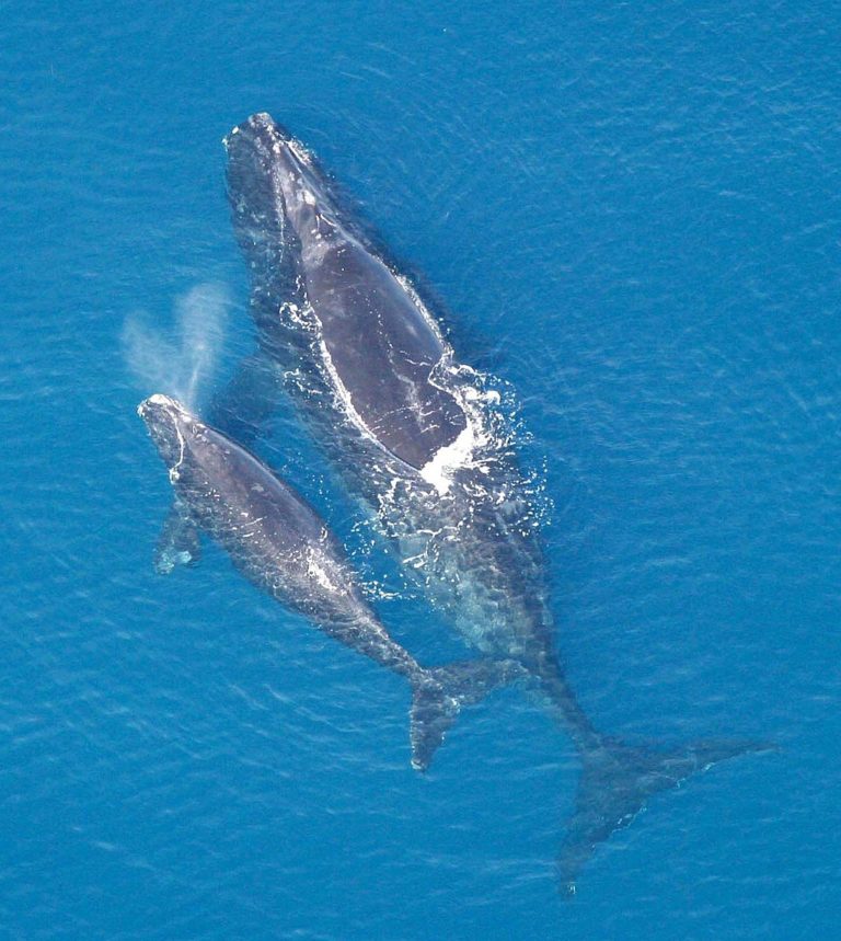 Japan Quitting the International Whaling Commission - Legal Planet