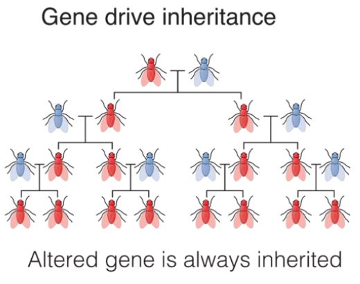 Gene Drives, Biodiversity Conservation, International Law, and Emerging ...